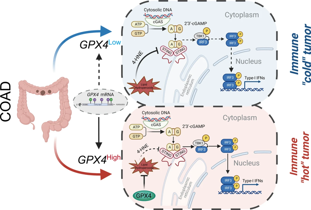 武汉大学中南医院研究团队！全球都在追的“cGAS-STING”明信通路到底牛在哪？ - 知乎