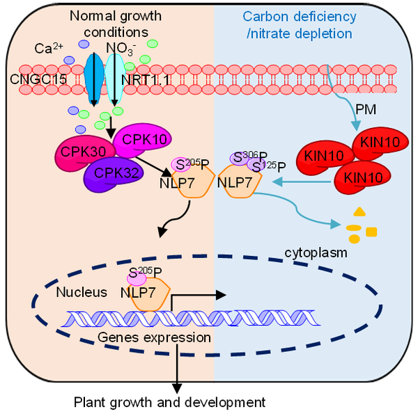 Nature Plants | 山东大学白明义课题组揭示植物能量感受器SnRK1抑制硝态氮信号转导的重要机制 - 知乎