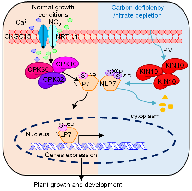 Nature Plants | 山东大学白明义课题组揭示植物能量感受器SnRK1抑制硝态氮信号转导的重要机制 - 知乎