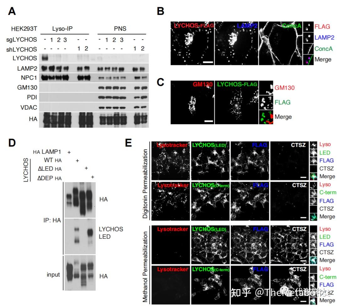 代谢学人--Science：LYCHOS--胆固醇的神秘感受器 - 知乎