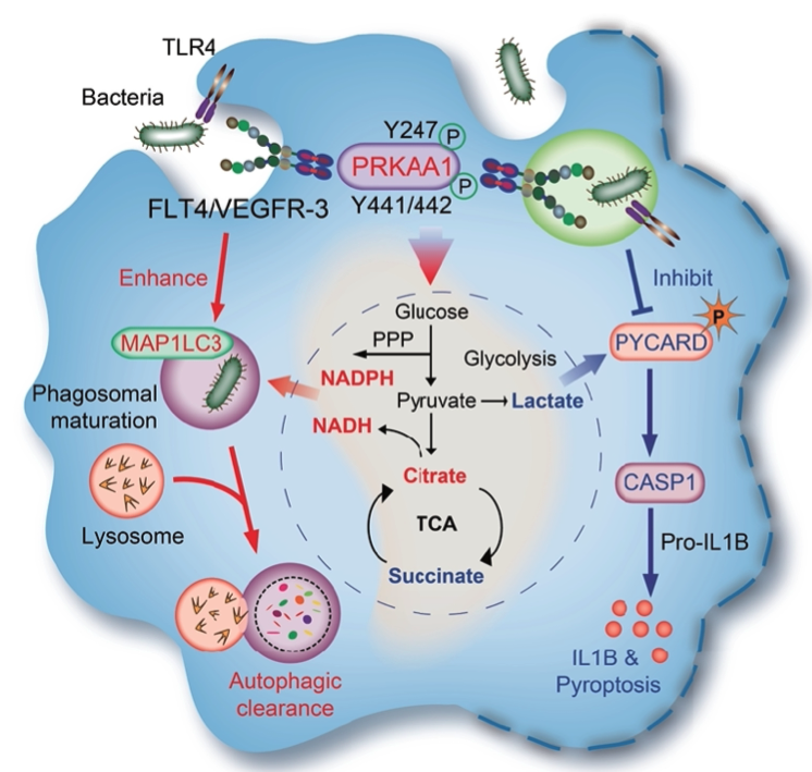 Autophagy丨FLT4/VEGFR3通过AMPK协调糖代谢重编程与自噬和炎症小体的激活以消除细菌 - 知乎