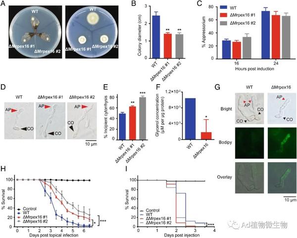 PNAS | 中科院王四宝团队研究揭示病原真菌附着胞介导侵染的调节机制！ - 知乎