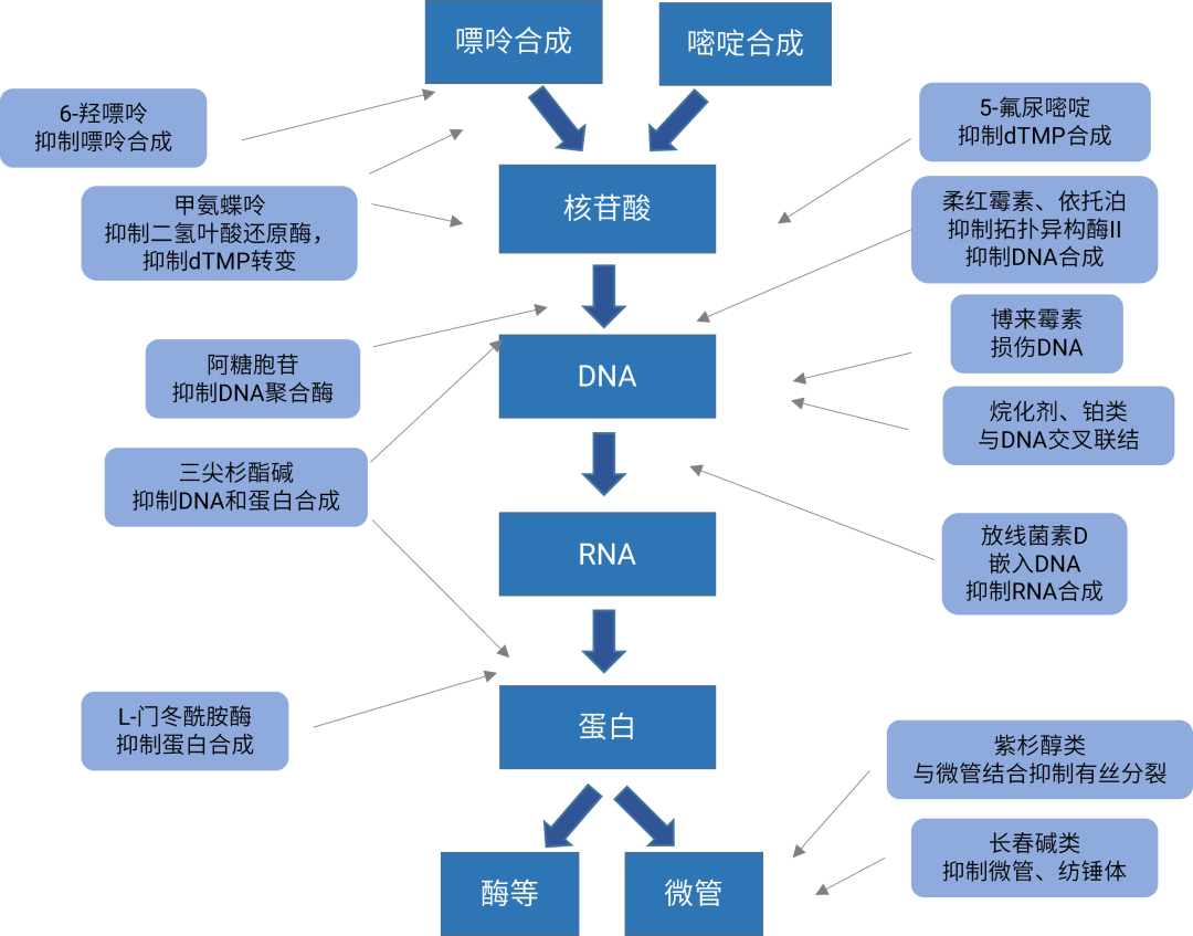 DMPK系列 | ADC非传统有效载荷（Payload）及其药代动力学考量 - 知乎