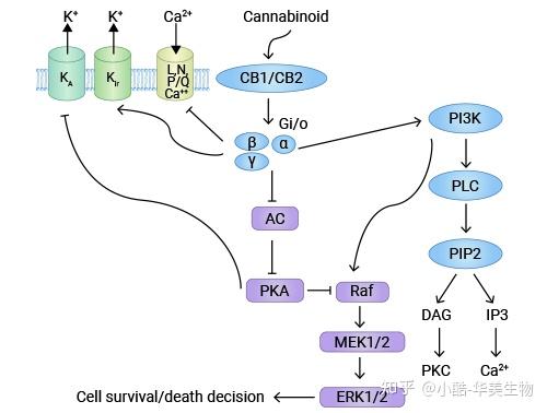 CNR1（CB1）：内源性大麻素系统ECS经典受体，为糖脂代谢和肿瘤注入全新研究价值！ - 知乎