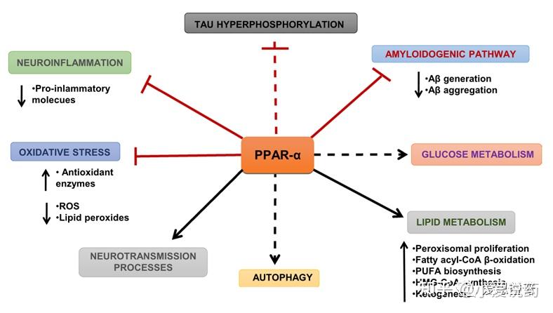 《普创新》之靶点探索篇-PPAR的功能及药物进展 - 知乎