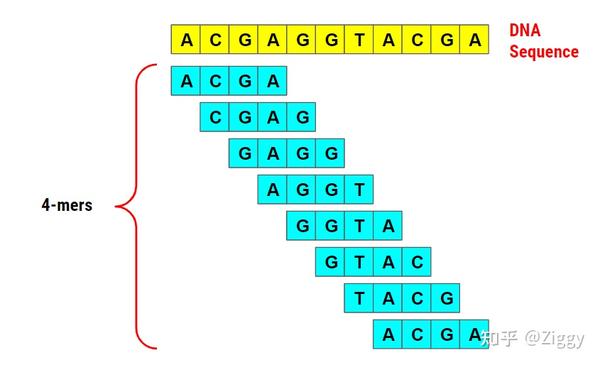 [论文研读]Synthetic promoter design in Escherichiacoli based on a deep generative network - 知乎