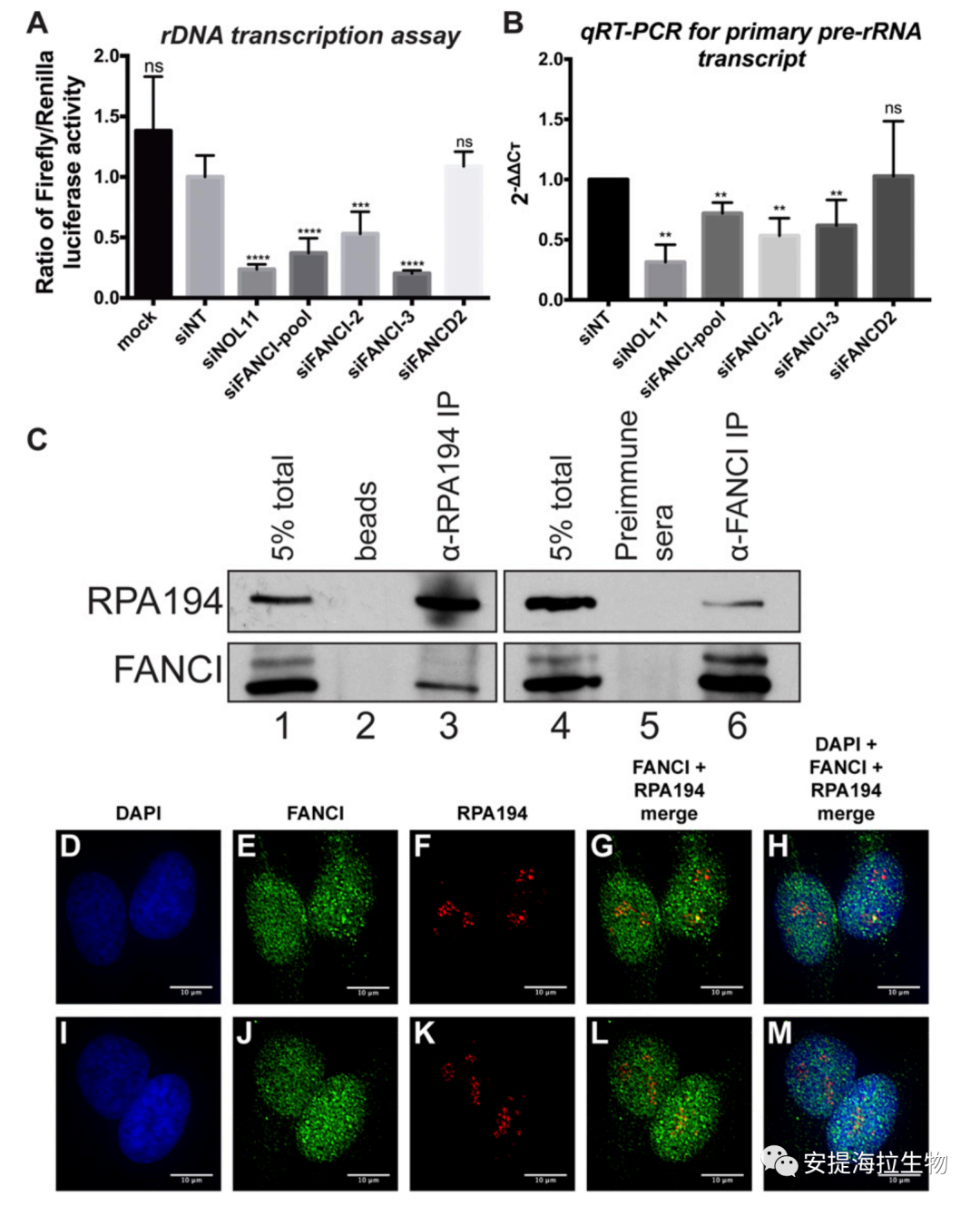 FA蛋白FANCI在核糖体的生物合成中发挥作用 - 知乎