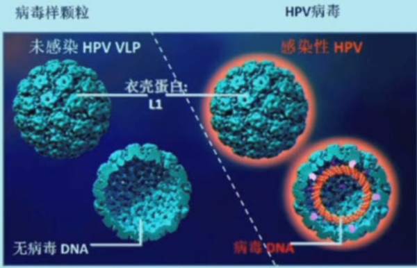 派特灵派特生物科普｜接种HPV疫苗需要注意哪些问题 - 知乎