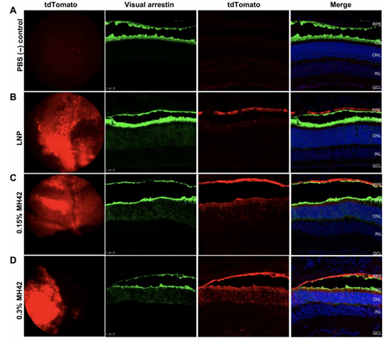 【耀文解读】mRNA篇-Science子刊新进展肽偶联LNP将mRNA靶向递送至光感细胞 - 知乎