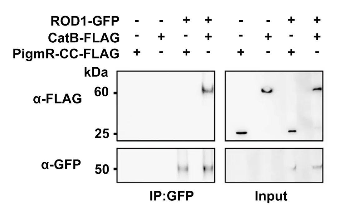 Co-IP—验证蛋白互作的不二之选 - 知乎