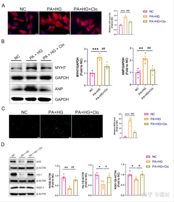 棕榈酸刺激模拟高糖高脂诱导心肌细胞（AC16）损伤模型 - 知乎