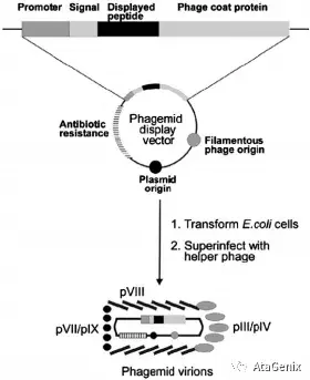技术分享第十八期 | Get it，你为什么要选择噬菌粒？ - 知乎