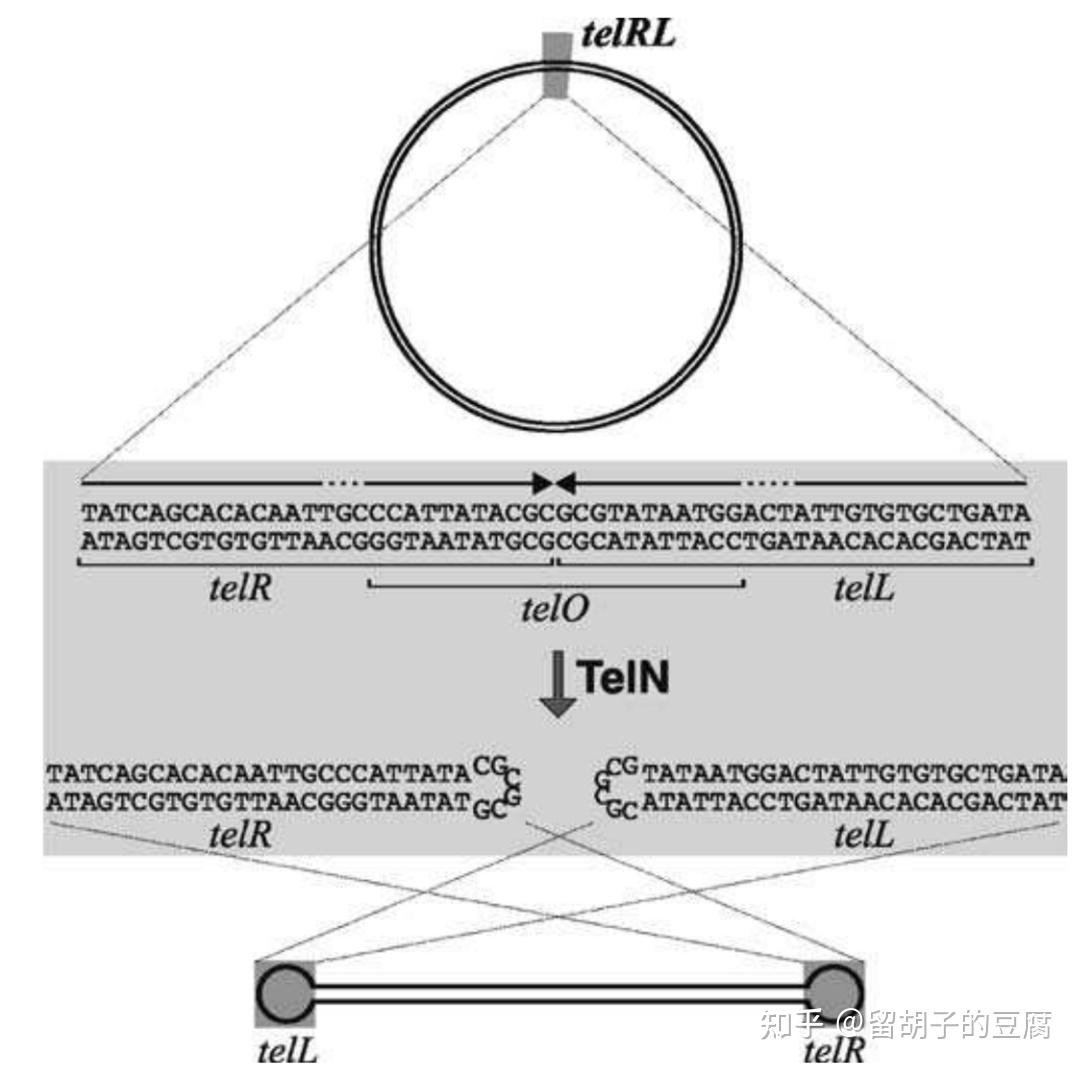 Doggybone|避开细菌发酵，酶法合成DNA载体 - 知乎