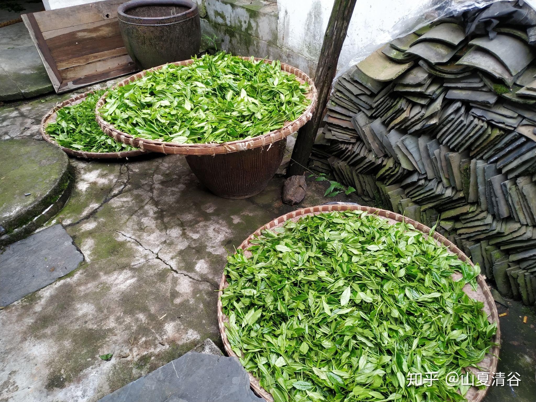 太平猴魁 - 知乎