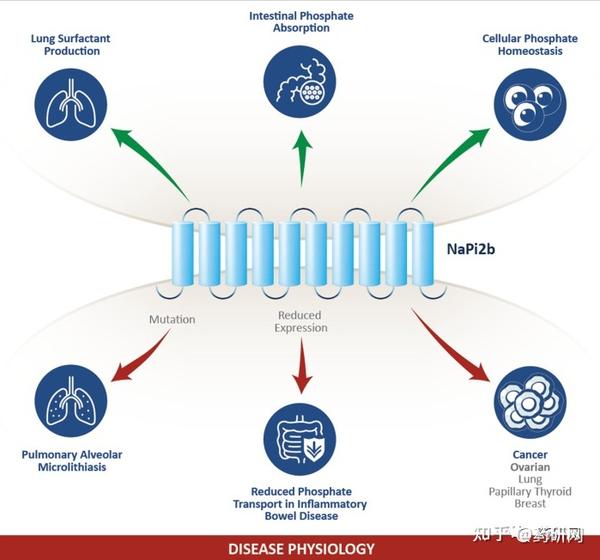 肺癌及卵巢癌潜力靶点：NaPi2b（SLC34A2） - 知乎
