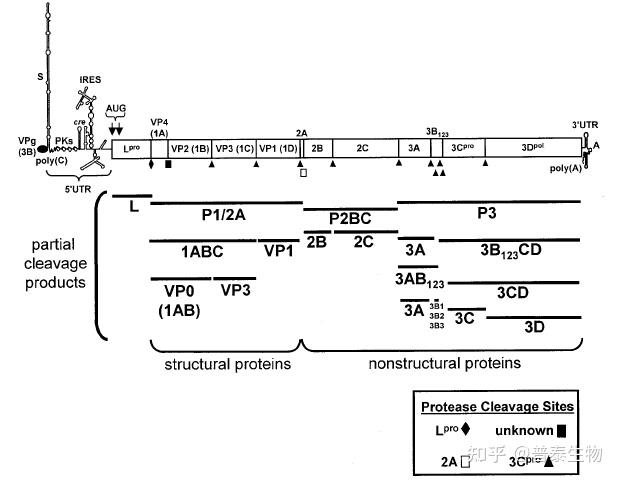 口蹄疫病毒（FMDV）病原学特点简介 - 知乎