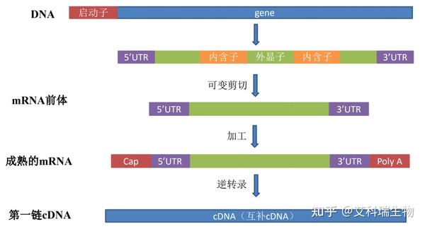揭开 RACE 技术的神秘面纱 - 知乎