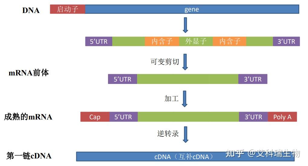 揭开 RACE 技术的神秘面纱 - 知乎