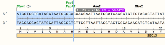 SnapGene操作指南 | 引物设计Ⅰ - 知乎