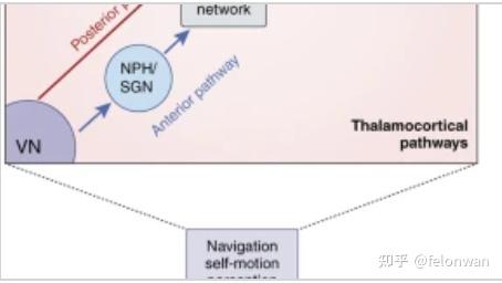 空间认知——Nature Neuroscience特辑 - 知乎