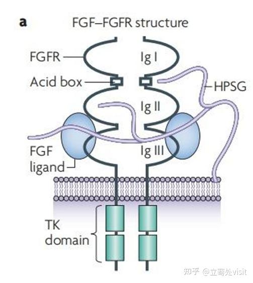 FGFs成纤维细胞生长因子及其受体那些事儿 - 知乎
