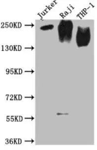 【Biorbyt 科研专题】白细胞分化抗原 / CD分子系列 - 知乎