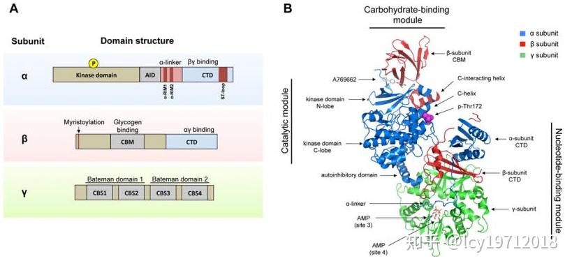 AMPK信号通路（一） - 知乎