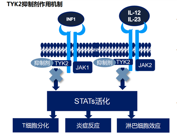 让武田豪掷60亿美元的TYK2抑制剂，国内谁将拔得头筹？ - 知乎