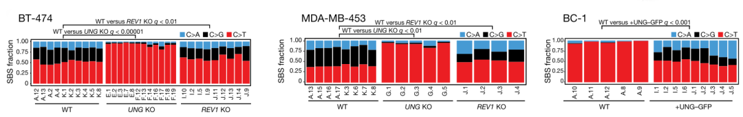 【Nature】癌症机制新突破：APOBEC3与内源性癌症突变 - 知乎