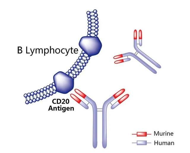 罗氏CD20单抗「奥瑞利珠单抗」在华申报上市，剑指百亿美元多发性硬化症市场 - 知乎