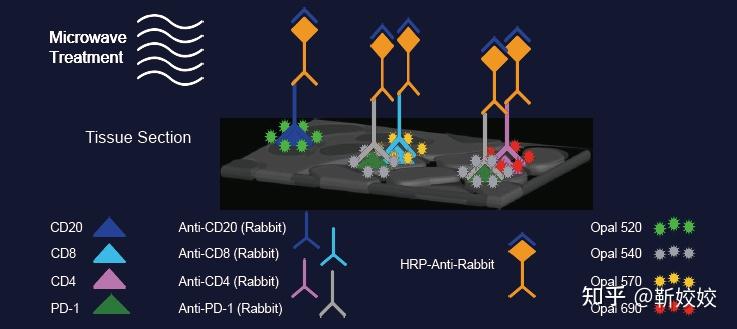单细胞+空间 | 3种技术助力解锁FFPE样本中的新世界！ - 知乎