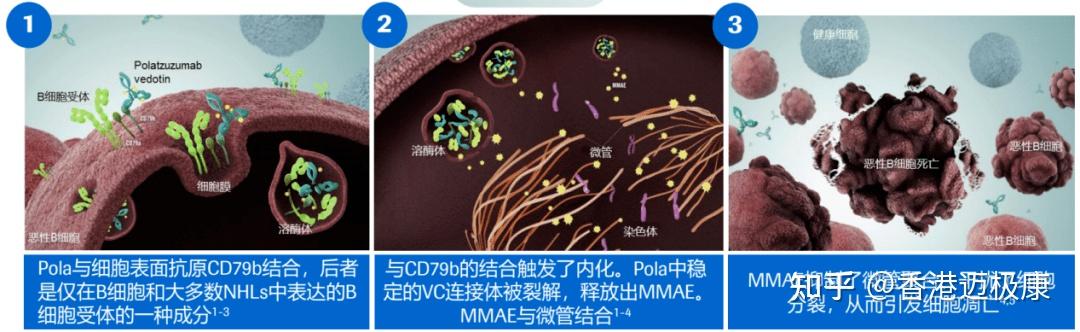 泊洛妥珠单抗Polivy（polatuzumab）首款靶向CD79b的ADC药物 - 知乎