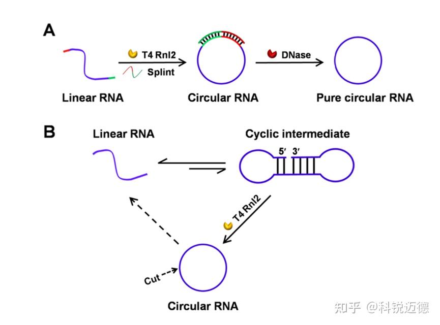 Clean-PIE超越ORNA：科锐迈德公开环状RNA成环框架底层技术 - 知乎