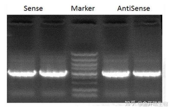 超详细！手把手教你做RNA pull down - 知乎