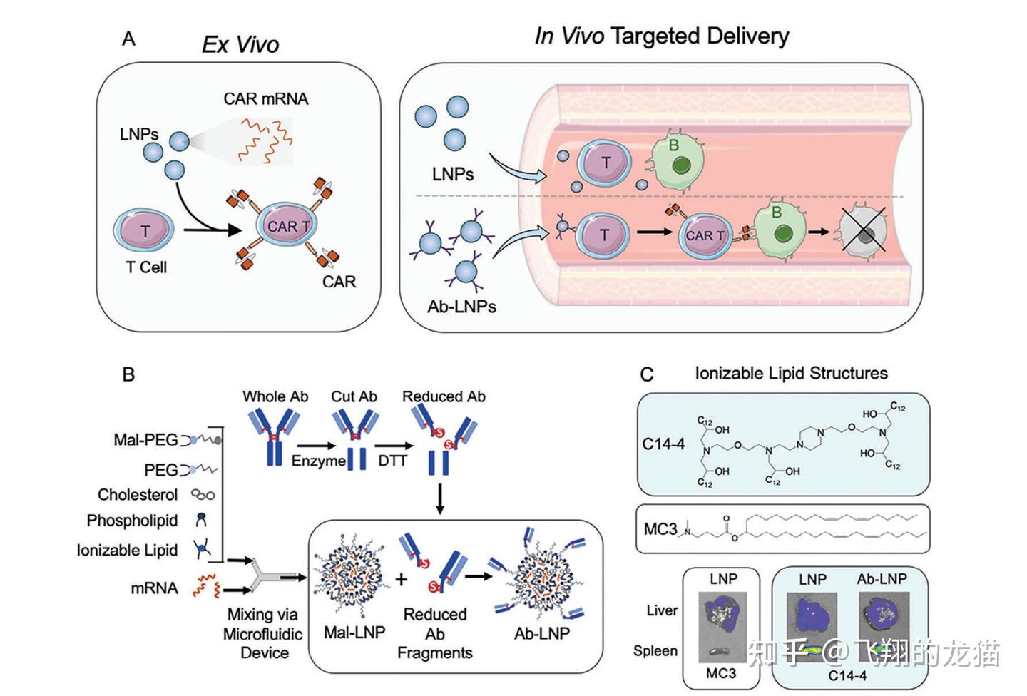 基于 mRNA 技术的体内 CAR-T 细胞治疗：开启癌症治疗的新篇章 - 知乎