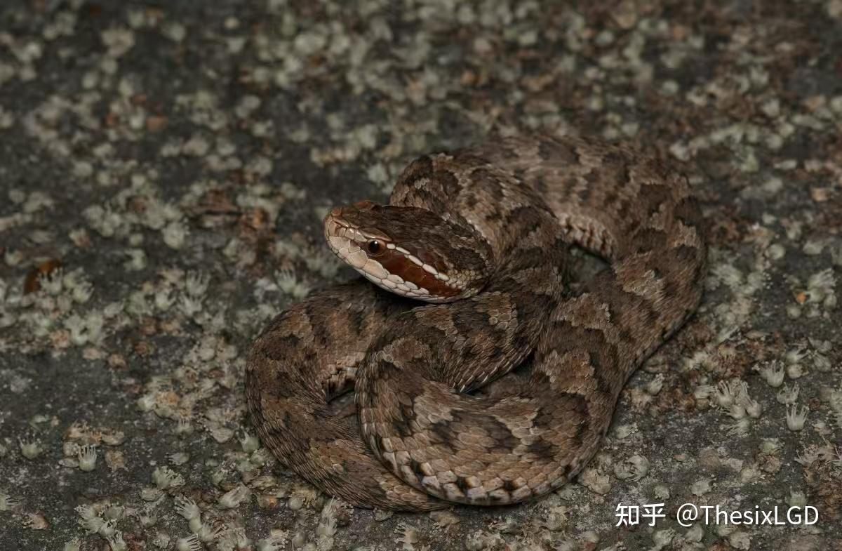 蛇行新岁，南京本土蛇类的故事 - 知乎