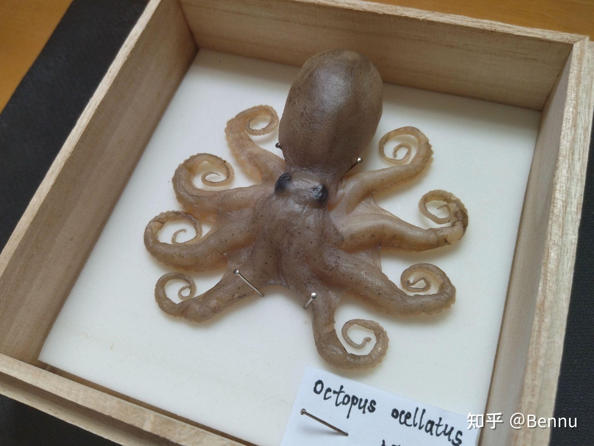【标本】头足纲·短蛸Octopus ocellatus - 知乎