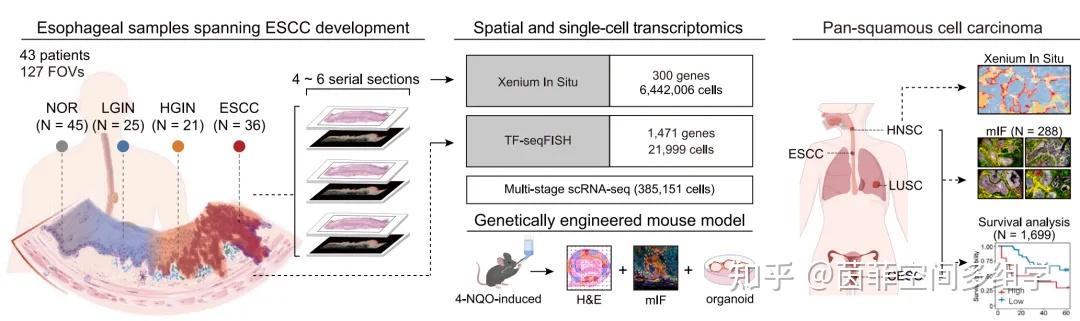 Cancer Cell封面 | 国内首篇Xenium食管癌应用文章亮相 - 知乎