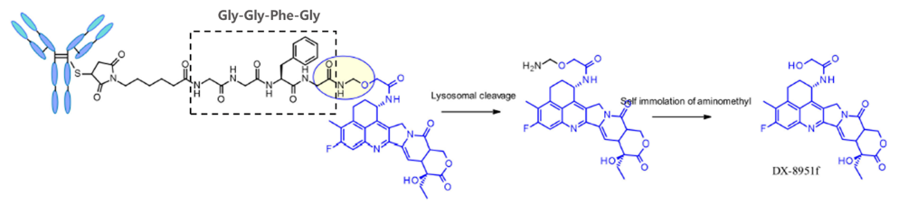 13-曜享干货 | 连接子（Linker）——mAb到ADC之路的关键 - 知乎