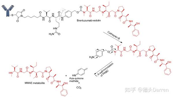 ADC药物连接子全方位梳理 - 知乎