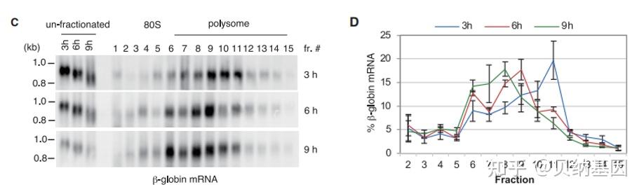 Poly(A)尾研究文献解读｜TOP mRNA poly(A)尾长和核糖体装载的mTOR和LARP1依赖性调节 - 知乎