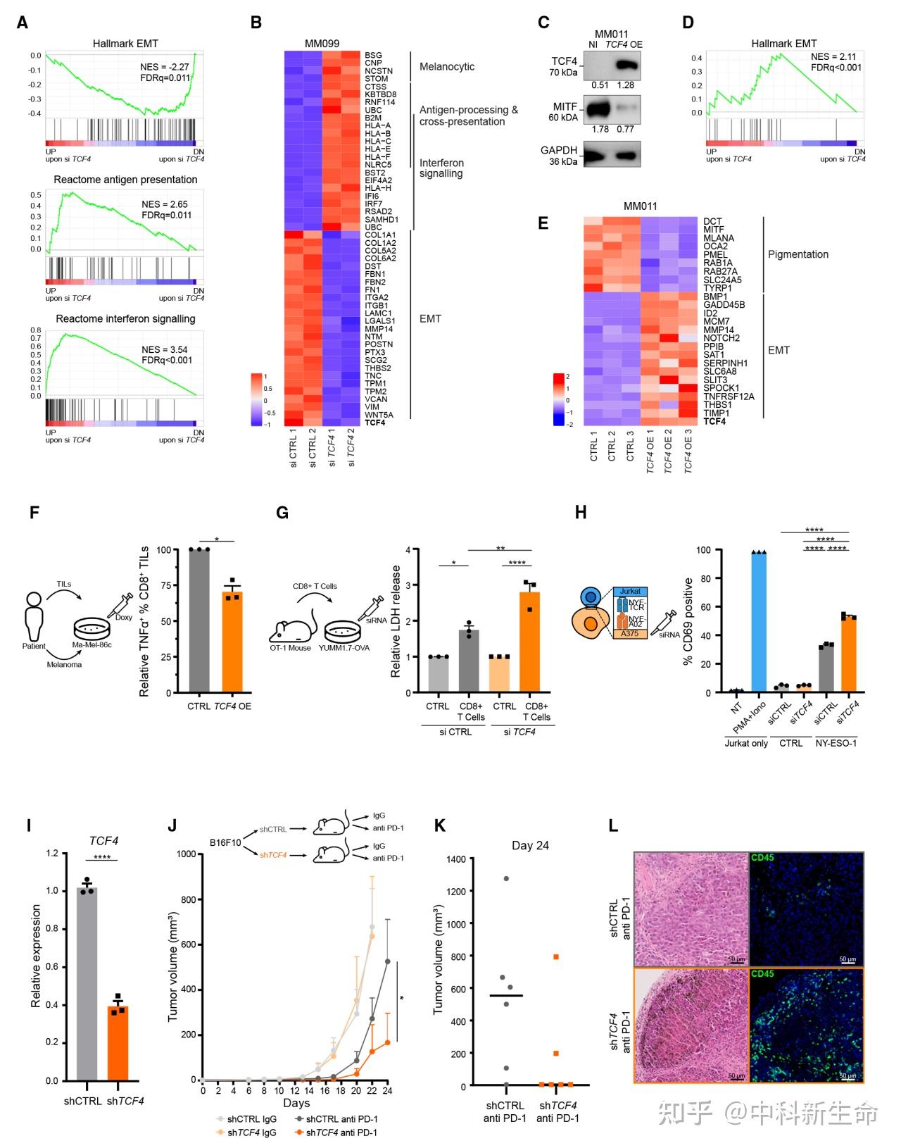 Cell | 空间多组学揭示TCF4依赖性基因调控网络赋予黑色素瘤对免疫治疗的耐药性 - 知乎