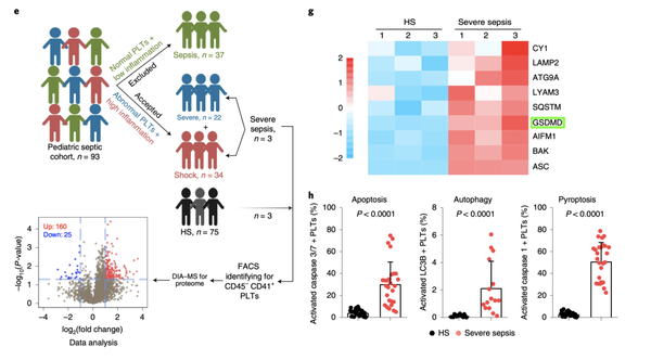 Nature最新大子刊丨脓毒症-血小板-GSDMD-NETs - 知乎