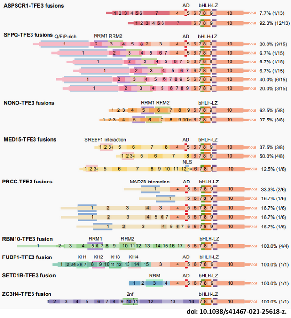 与肿瘤相关的那些明星基因：肾癌之TFE3 - 知乎