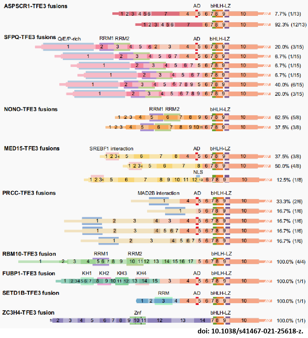 与肿瘤相关的那些明星基因：肾癌之TFE3 - 知乎
