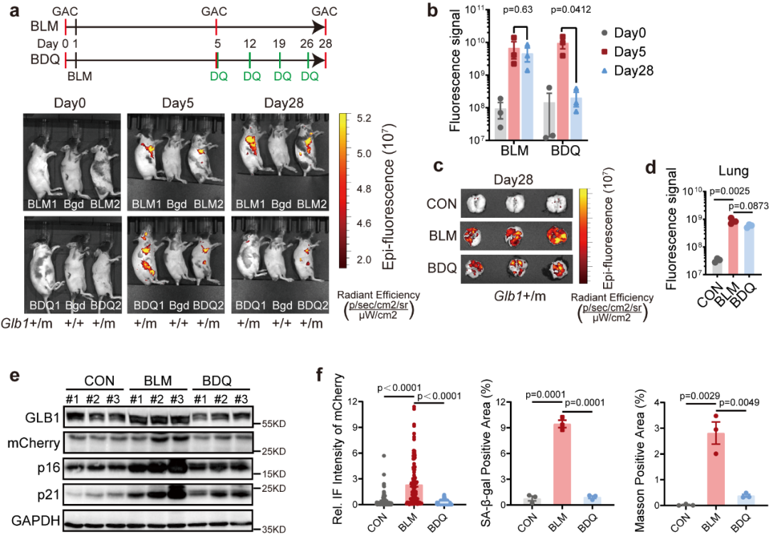 Nat Commun︱刘宝华团队创建新型可中年预测器官衰老与寿命的衰老实时监测小鼠模型 - 知乎