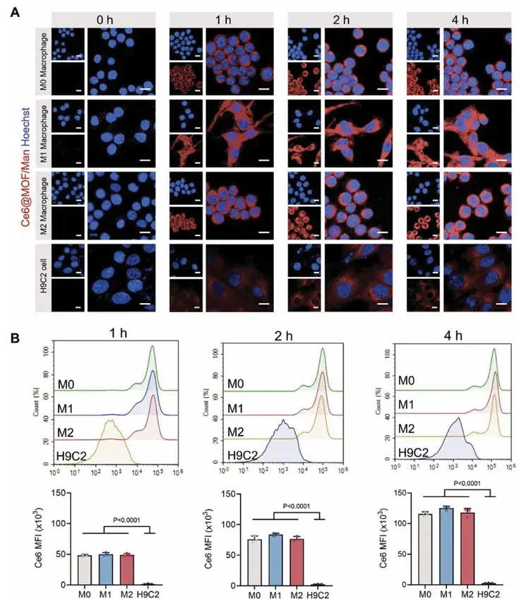 高内涵细胞成像与分析系统助力微纳米材料在生物医学领域的研究-上海玮驰仪器有限公司