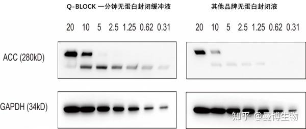 Q-BLOCK 1min无蛋白封闭缓冲液——快速搞定Western Blot的封闭过程 - 知乎