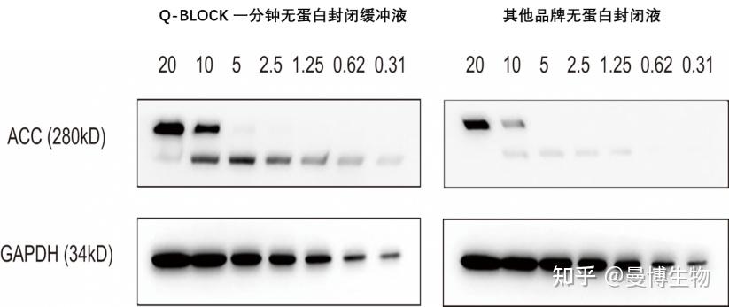 Q-BLOCK 1min无蛋白封闭缓冲液——快速搞定Western Blot的封闭过程 - 知乎