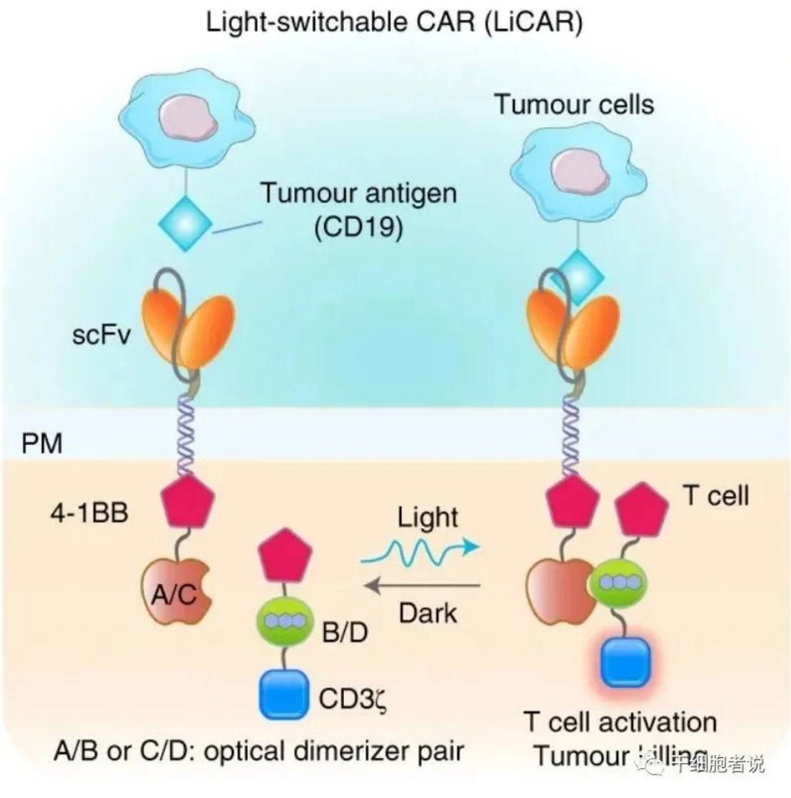 万物可CAR系列 | CAR-T技术5代发展史 - 知乎